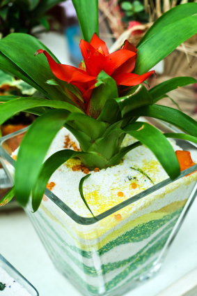 Top Books and Resources for Bromeliad Enthusiasts