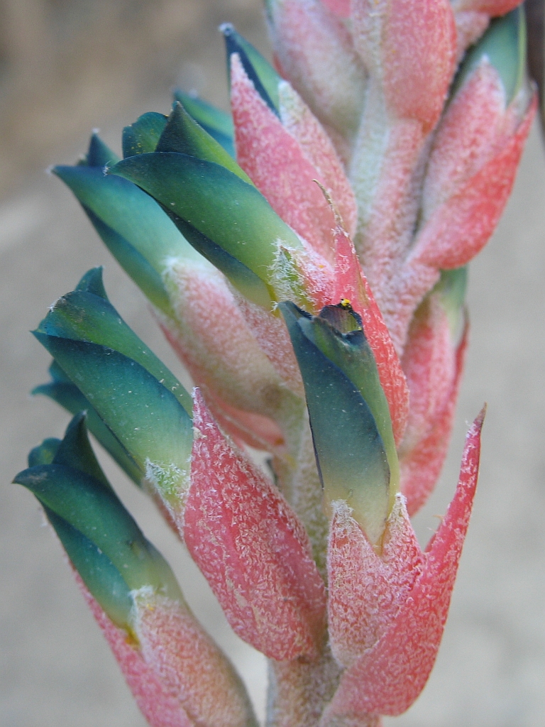 Puya: The Hardy Bromeliad